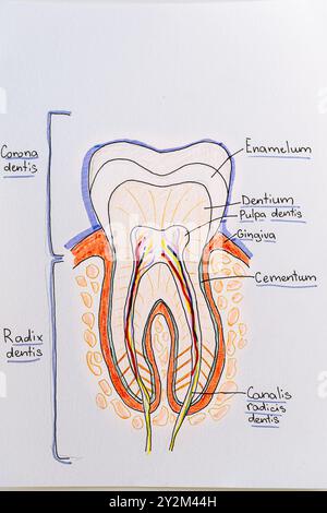 tooth cut anatomy layout outline illustration Stock Photo - Alamy