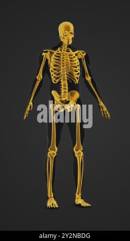 Human body with highlighted bones anatomy Stock Photo - Alamy