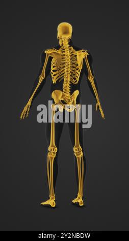 Human body with highlighted bones anatomy Stock Photo - Alamy