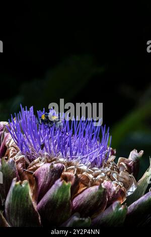 Bee collecting nectar on Cardoon Plant, Cynara Cardunculus 'Bianco ...