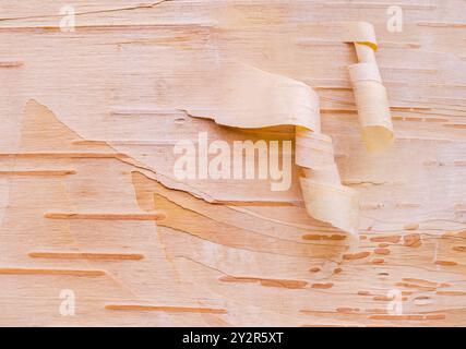 Close-up image of Prunus serrula also called birch bark cherry ...