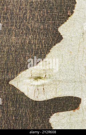 Close-up image of Prunus serrula also called birch bark cherry ...