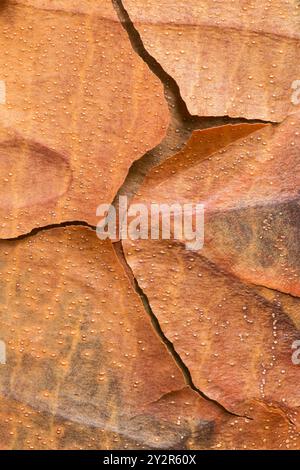 A close-up view of paperbark, showing its distinctive peeling and ...