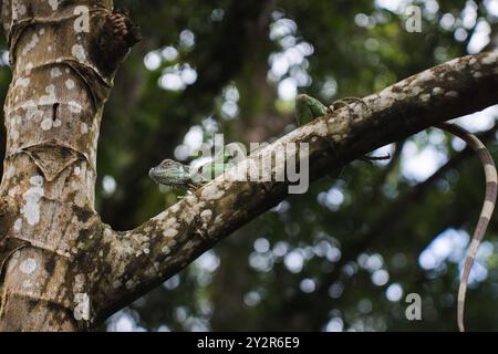 Plumed basilisk (Basiliscus plumifrons), also known as the green ...