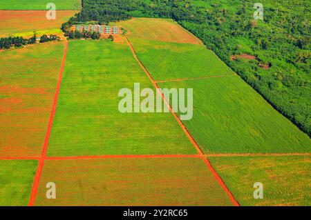 Sugarcane Plantation in Lugazi - Uganda Stock Photo - Alamy