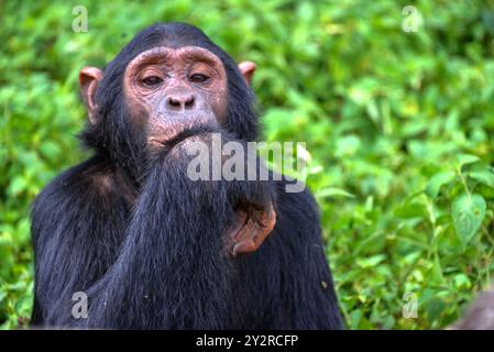 Relaxed chimpanzee at Ngamba Island in Lake Victoria Uganda Stock Photo ...