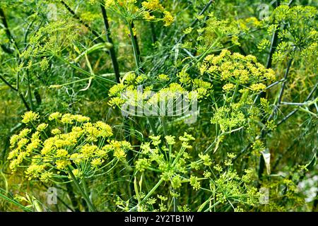 Green dill plants with yellow flowers grow in a field. They are seen ...