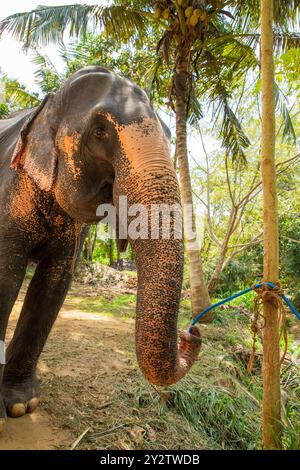 large Asian elephant with specific skin color, small gray dots on pink ...