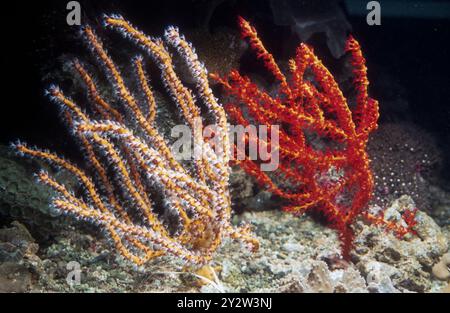 The octocoral Swiftia exserta. Aquariumphoto Stock Photo - Alamy