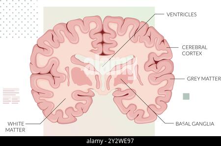 Brain Transverse Section - Illustration as EPS 10 File Stock Vector ...