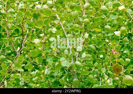 Young silver birch trees in winter with bright white trunks, under ...