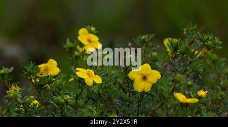 Potentilla neumanniana is a shrub with yellow flowers Stock Photo - Alamy