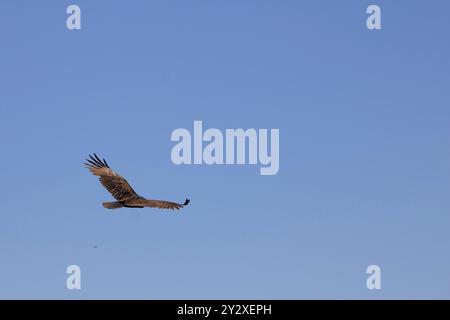 A hawk with open wings soaring in the air above an island on a blue sky ...