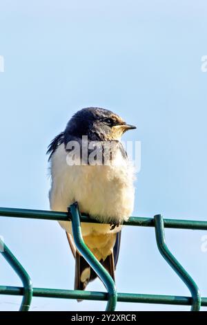 Barn swallow feeds on insects. Photo taken in Father Collins Park ...
