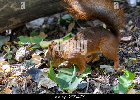 A closeup of a cute brown squirrel sniffing a red apple on the ground ...