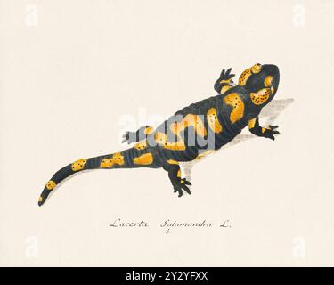 Salamander illustration. Zoological artwork from an amphibian book ...