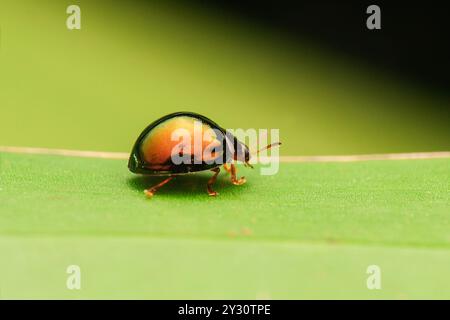 Halmus chalybeus, commonly known as the steelblue ladybird, is a ...