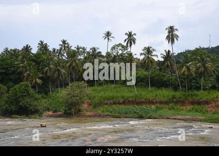 Tall coconut trees sway gracefully along the tranquil riverbacnk, with ...