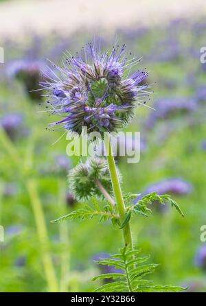 Phacelia Phacelia tanacetifolia used as organic fertilizer or green ...