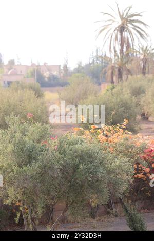 Olive trees in the Marrakech region of Morocco. Marrakech, Marrakech ...