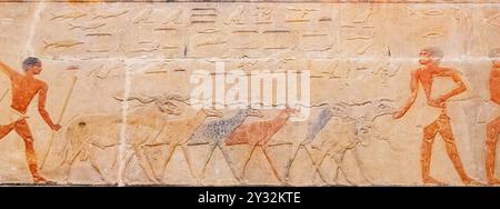 Egypt, Saqqara, tomb of Ty, agriculture : A baby donkey and its mother ...