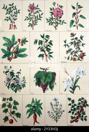 This illustration from 'The Natural History of Plants' by Henri Ernest ...