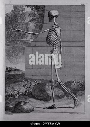 Skeleton with left arm extended, side view, with eighteen further ...