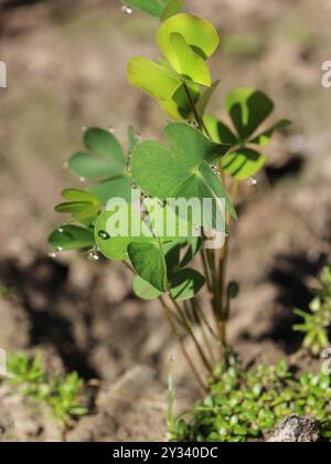 botany, European waterclover, (Marsilea quadrifolia), in water ...