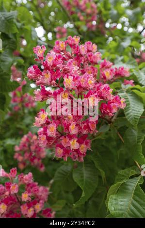 Horse chestnut, Bavaria, Germany, Europe Stock Photo - Alamy
