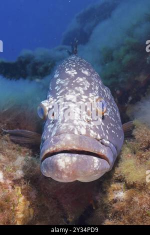 A large fish, Dusky Grouper (Epinephelus marginatus) (Mycteroperca ...