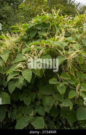 Japanese Knotweed: Reynoutria japonica. Invasive plant - Cornwall, UK ...