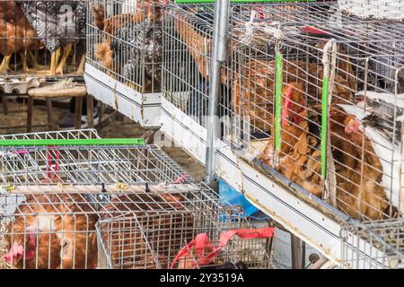 Live Chickens in Cages at Poultry Shop at Local Market in China Stock ...