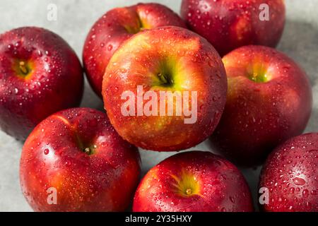 Organic Raw Cosmic Crisp Red Apples in a Bunch Ready to Eat Stock Photo ...