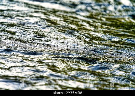 View of the water surface of the river Würm with intense green algae ...