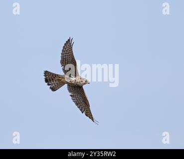 merlin or Pigeon Hawk (Falco columbarius); Peregrine falcon or Duck ...
