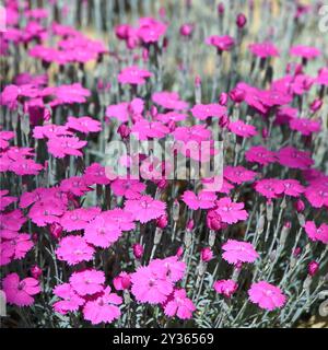 Dianthus "Whatfield Magenta" Pink Purple Flower Alpine, Rock garden ...