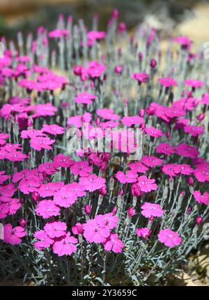 Dianthus "Whatfield Magenta" Pink Purple Flower Alpine, Rock garden ...
