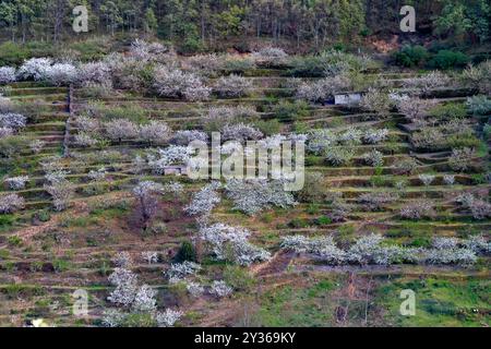 Cherry blossom in Jerte Valley, Caceres. Spring in Spain. Season Stock ...