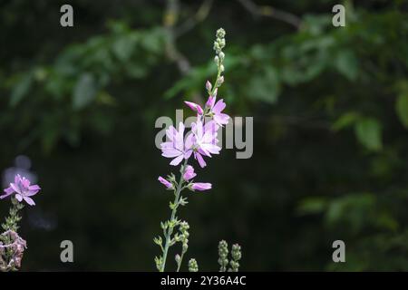 Close up of Checker Mallow (Sidalcea organa). Graham Oaks Nature Parks ...
