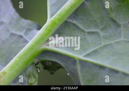 A cocoon with a pupa inside under a cabbage leaf in the garden. Diamond ...