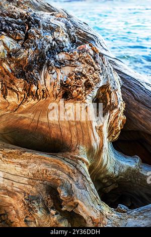Drift Wood at Phieffer State Beach in Big Sur Stock Photo - Alamy