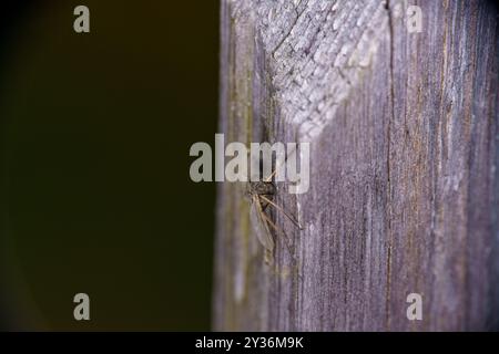Family Chironomidae Genus Chironomus Chironomid Lake fly Nonbiting ...