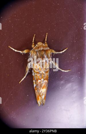 Panolis flammea Family Noctuidae Genus Panolis Pine beauty moth wild ...
