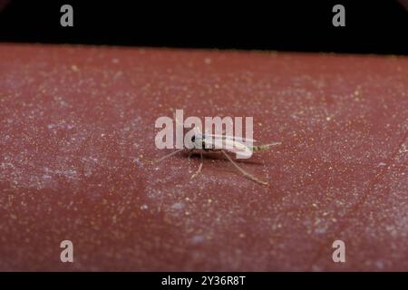 Family Chironomidae Genus Chironomus Chironomid Lake fly Nonbiting ...