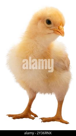 Isolated young and bright buff orpington chicken chick bending over ...