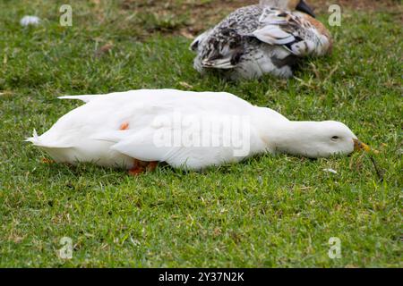 sick white duck laying on the grass with a red spot on its side Stock ...
