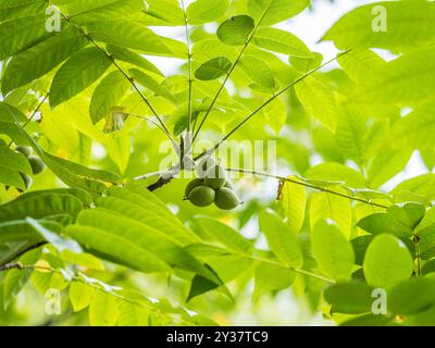 Manchurian walnut, lat. juglans mandshurica, ripe fruits on the tree ...