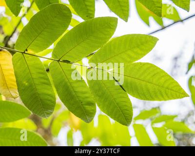 Yellow autumn leaves of Juglans mandshurica, Manchurian walnut ...