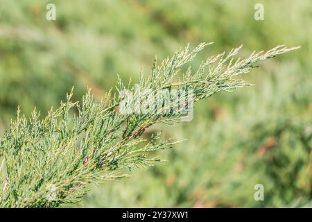 Bright green juniper branches illuminated by the sun. Juniper bush in ...