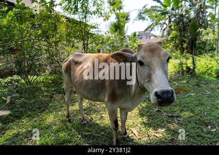 Local Cow breed of Assam 1 Stock Photo - Alamy